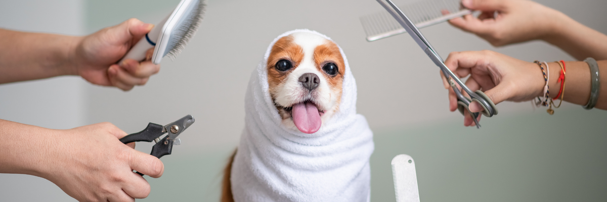 7 Pet Grooming Mistakes That Irritate Skin (and How to Fix Them)